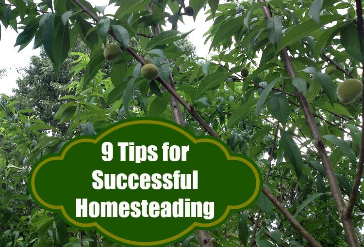 Homesteading Archives - Page 14 of 16 - Countryside